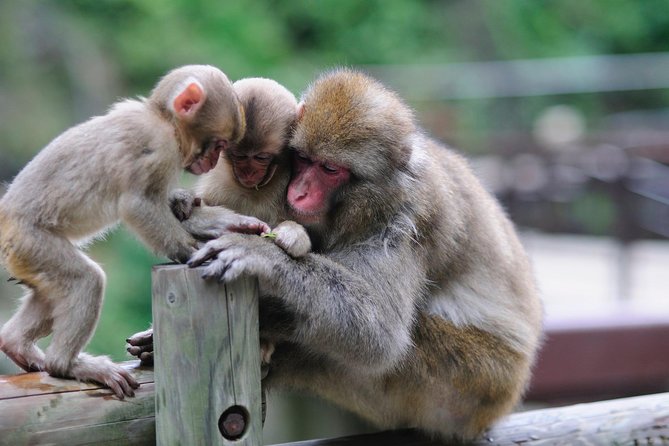 3-Day Private Tokyo and Nagano: Snow Monkeys, Tsukiji Market and Bullet Train - Tour Expectations and Conditions
