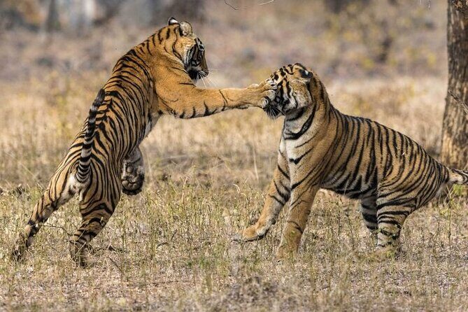 3-Day Ranthambhore Tiger Tour from Jaipur to Taj Mahal Agra ending in Delhi - Who Should Consider This Tour?