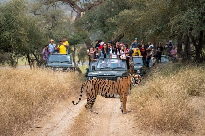 3 Day Ranthambore Wildlife Tiger Safari Tour from Delhi - Key Points