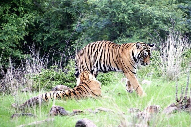 3 Day Ranthambore Wildlife Tiger Safari Tour from Delhi - Introduction