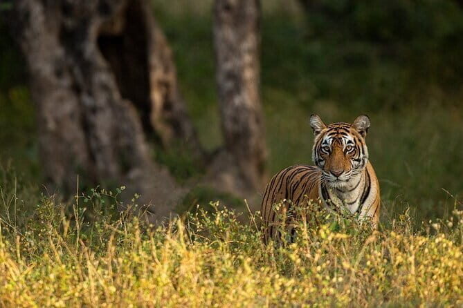 3 Day Ranthambore Wildlife Tiger Safari Tour from Delhi - FAQs