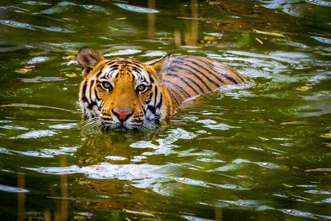 3 Day Taj Mahal and Jim Corbett National Park Safari Tour - Authentic Experiences and Highlights