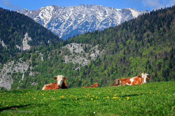 3-Day Tour from Bucharest: Transylvania Villages and Medieval Towns - FAQ