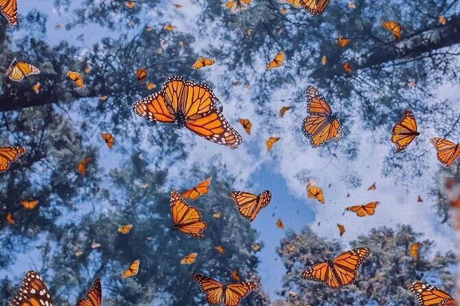 3 day Tour to Discover the Magic of Mexico & Monarch Butterflies - The Value and Practicalities
