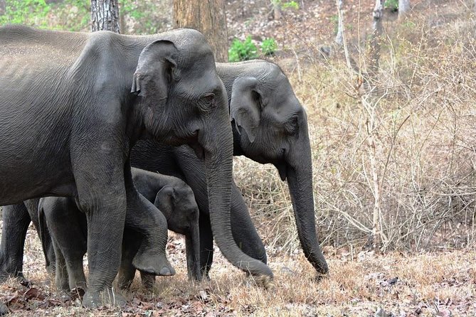 3-Day Wayanad Tour from Bangalore - Why This Tour Offers Great Value