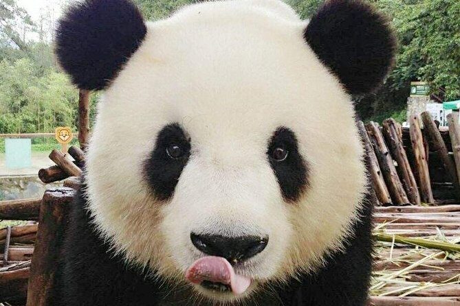 3-Day Yabuli Ski Resort and Panda House Private Trip from Harbin with Accommodation - Key Points