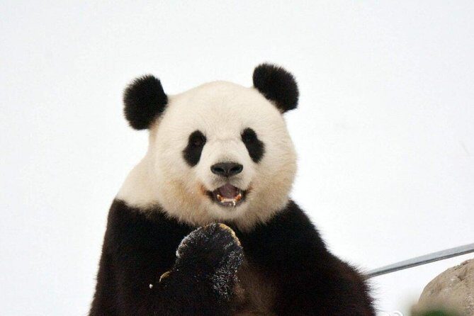 3-Day Yabuli Ski Resort and Panda House Private Trip from Harbin with Accommodation - What’s Included and What You’ll Need to Budget For