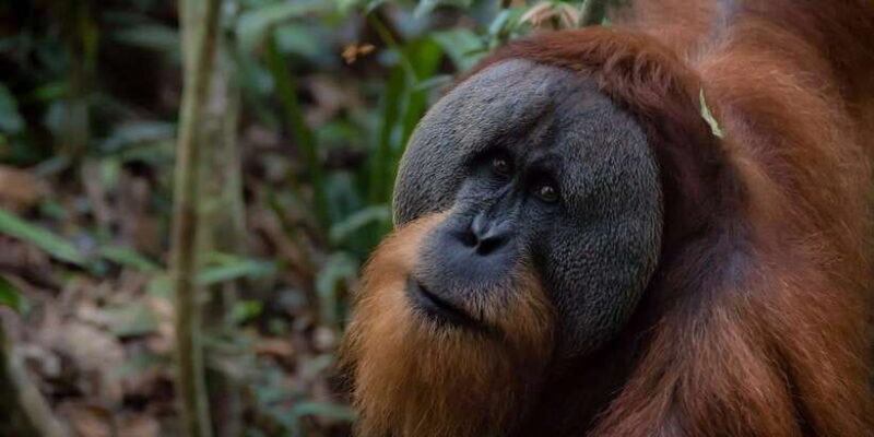3 Days 2 Nights Orangutan Trek Bukit Lawang - What Sets This Tour Apart