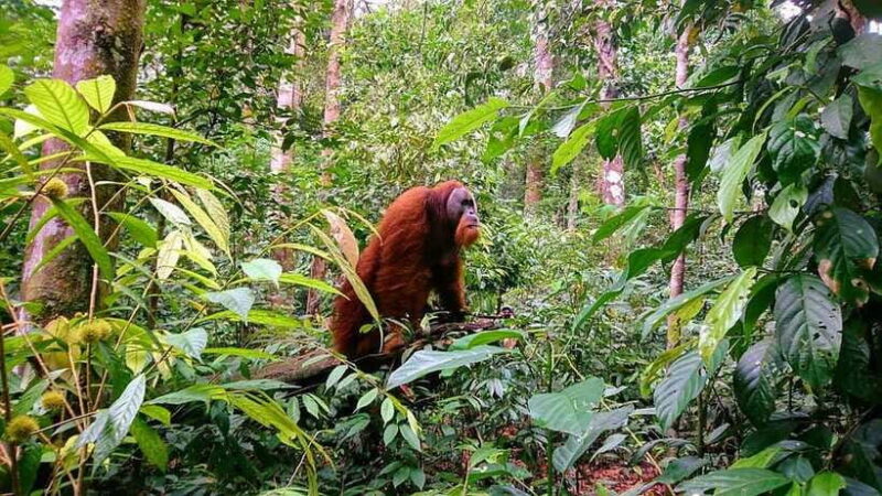 3 Days 2 Nights Orangutan Trek Bukit Lawang - The Sum Up