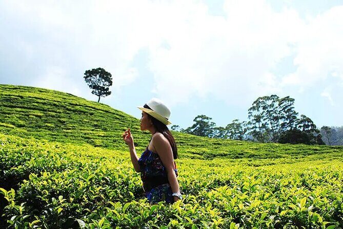 3 Days All Inclusive Kandy Nuwara-Eliya Tour From Colombo - Who Should Consider This Tour?
