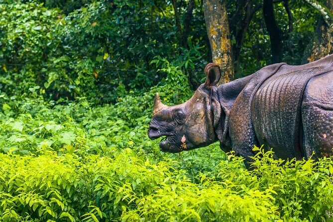 3 Days and 2 Nights Chitwan National Park Safari Tour in Pokhara - Introduction: What to Expect from the Chitwan Safari Tour