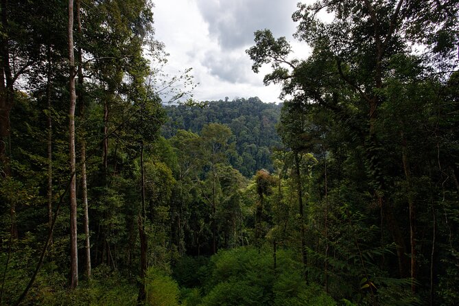 3 Days Bukit Lawang Tour (Happy Jungle) - What Could Be Better?