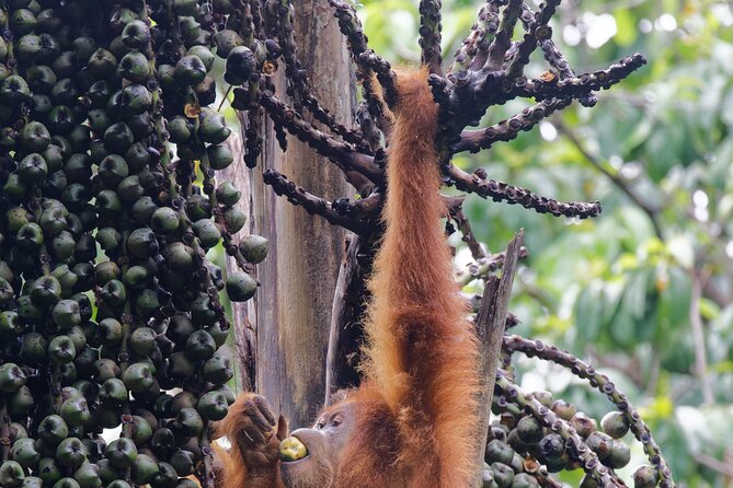 3 Days Bukit Lawang Tour (Happy Jungle) - FAQ