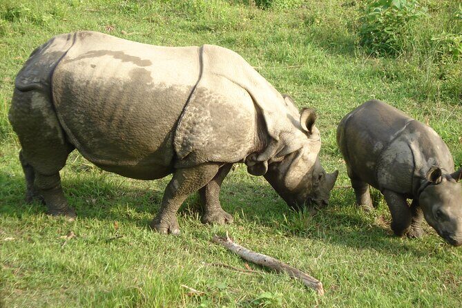 3 Days Chitwan Jungle Safari - The Real Value of This Safari