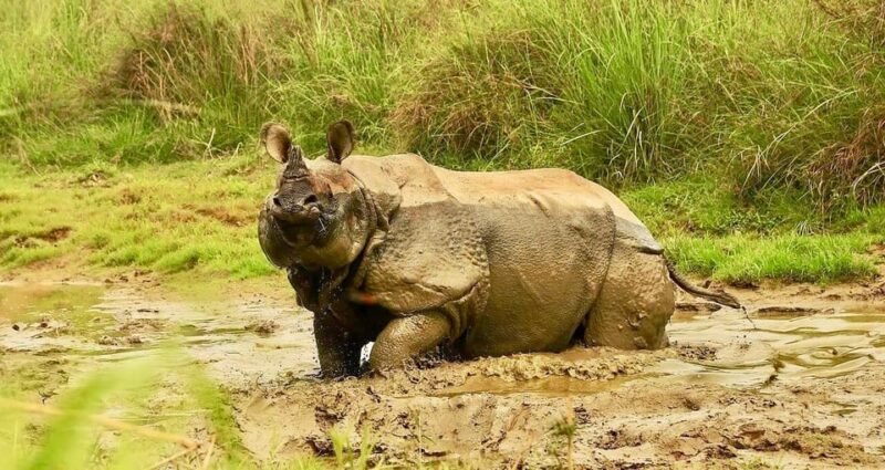 3 Days Chitwan Jungle Tour with Meals - Kathmandu & Pokhara - The Realities of Wildlife Tourism