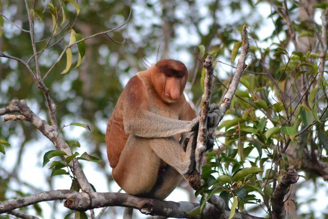 3 Days Deluxe Cabin Houseboat Orangutan Tanjung Puting - Who Should Consider This Tour?