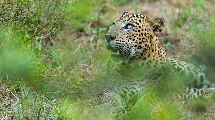 3 Days - Different discovery private wildlife tour - Exploring the First Day: From Colombo to Sinharaja
