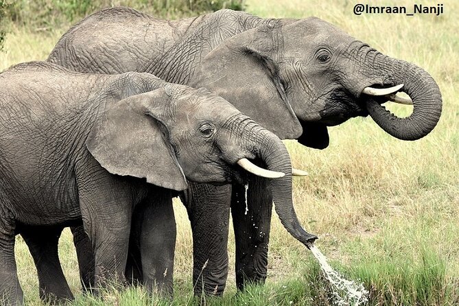 3 Days Masai Mara Camping Safari - Wildlife Sightings and Observations