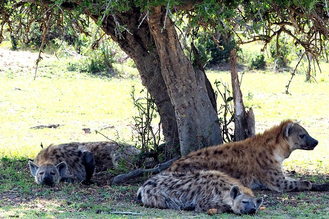 3 Days Masai Mara Camping Safari - Camping Experience and Amenities