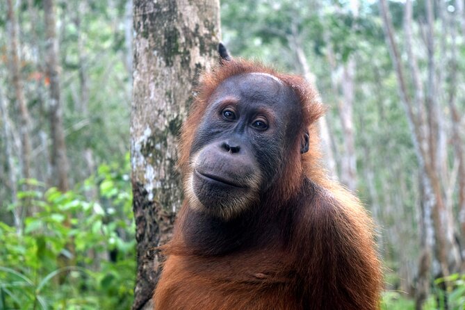 3 days Medan Orangutan Bukit Lawang - Key Points