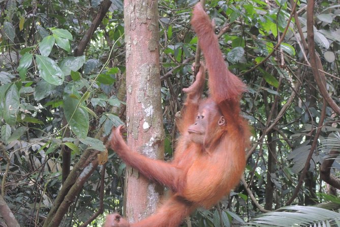 3 days Medan Orangutan Bukit Lawang - Who is This Tour Best For?