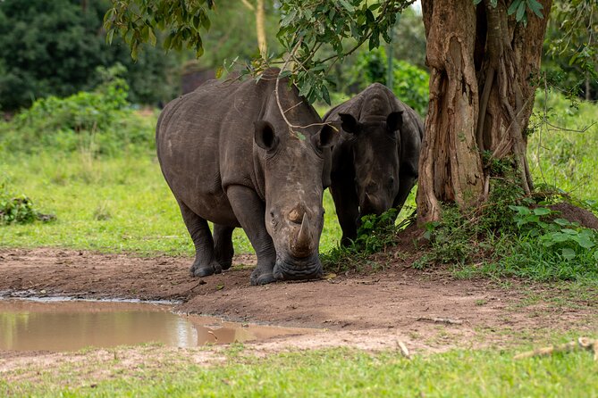 3 Days Murchison Falls National Park Safari & Rhino tracking - Who Should Possibly Skip This?