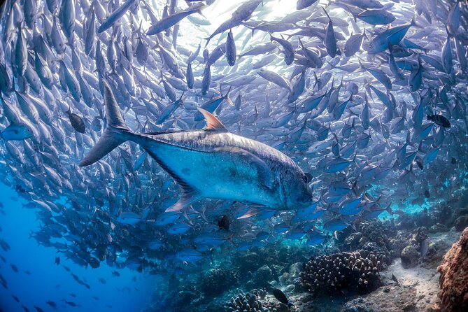 (3 Days) PADI Open Water Diver Course Kota Kinabalu - Why Choose This Course? The Benefits