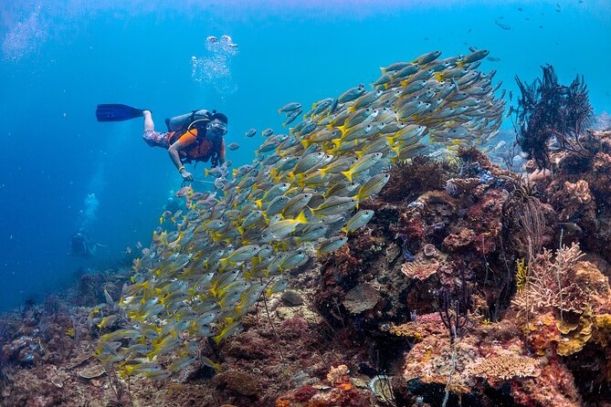 (3 Days) PADI Open Water Diver Course Kota Kinabalu - Practical Tips for Potential Participants