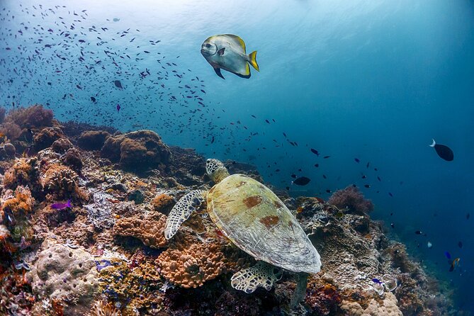 (3 Days) PADI Open Water Diver Course Kota Kinabalu - Frequently Asked Questions (FAQs)