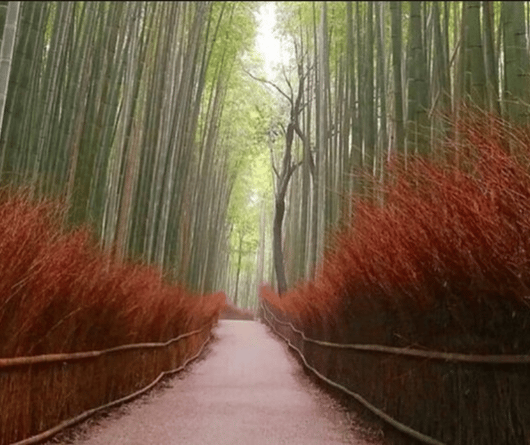 3 Days Private Osaka Kyoto and Nara Tour With English Driver - Day 3: Kyoto Discovery