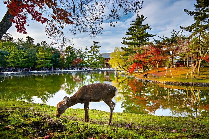 3 Days Private Osaka Kyoto and Nara Tour With English Driver - Pickup and Accessibility Information