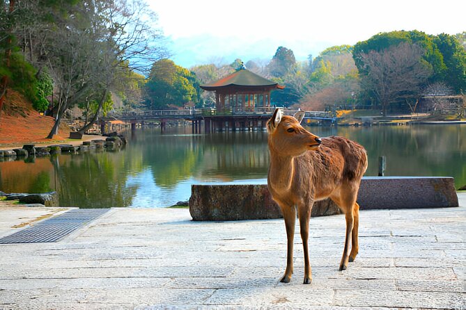 3 Days Private Osaka Kyoto and Nara Tour With English Driver - Reviews and Ratings
