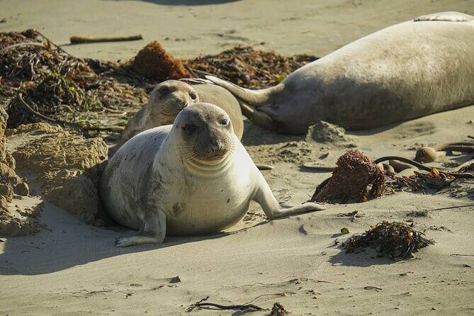 3 Days Private Pacific Tour to Big Sur Hearst Castle and more - FAQ