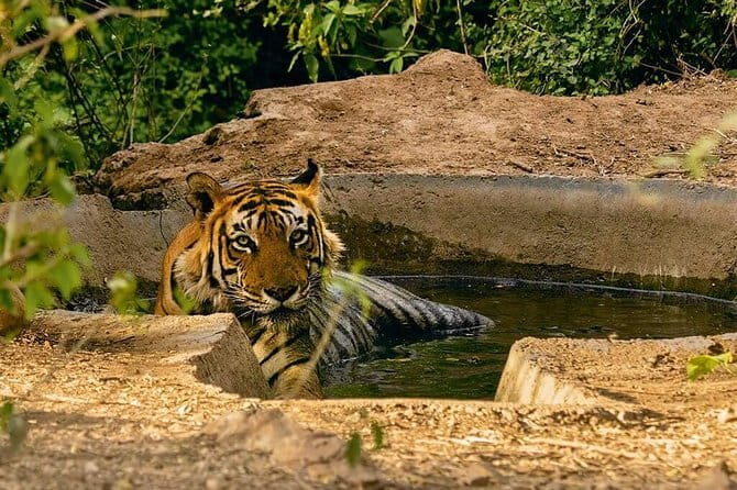 3 days private tour in Alwar, with National Park Safari - A Closer Look at the 3-Day Alwar Tour