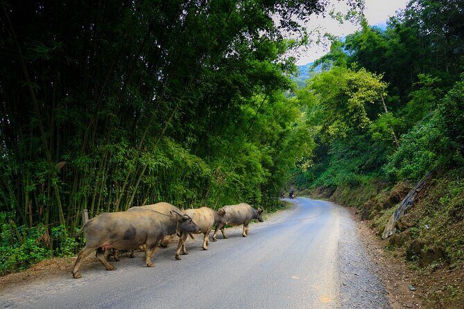 3 Days Sapa Trekking - Homestay & Hotel - A Closer Look at the 3-Day Sapa Trekking Tour