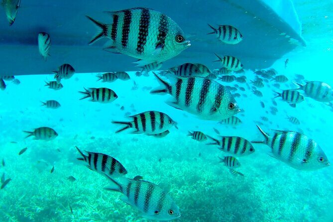 3 Days Tioman Island Package from Singapore (Private tour) - Final Words: Is This Tour Worth It?