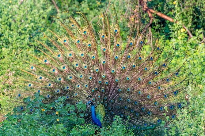 3 Days Tour to Bentota Galle & Udawalawe from Negombo - Day 2: The Wildlife of Udawalawe