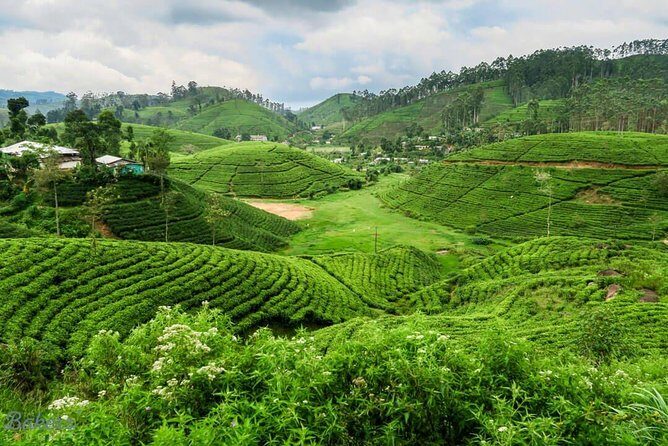 3 Days Tour to Kandy, Nuwara Eliya & Sigiriya - Authentic Experiences That Shine