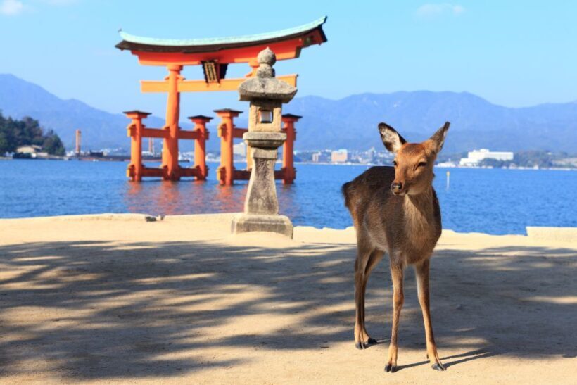 3 Departures: Hiroshima & Miyajima Trip with Indian Lunch - Analyzing the Price and Value