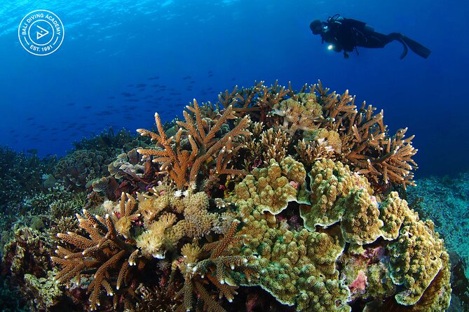 3 Epic Dives in Nusa Penida - Certified Divers' Day Trip - Who Will Love This Trip?