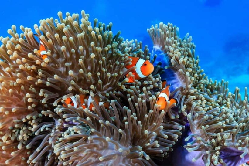 3 Fun Dives for Certified diver at Racha Yai/Noi - Final Thoughts