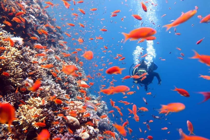 3 Fun Dives for Certified Diver Phi Phi islands &Shark Point - Practical Tips for Booking & Preparing