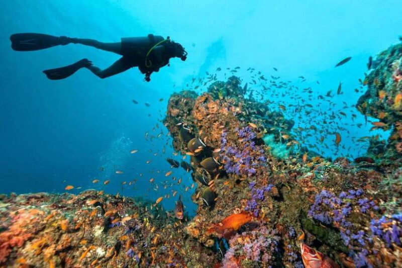 3 Fun Dives for Certified Diver Phi Phi islands &Shark Point - The Itinerary in Detail