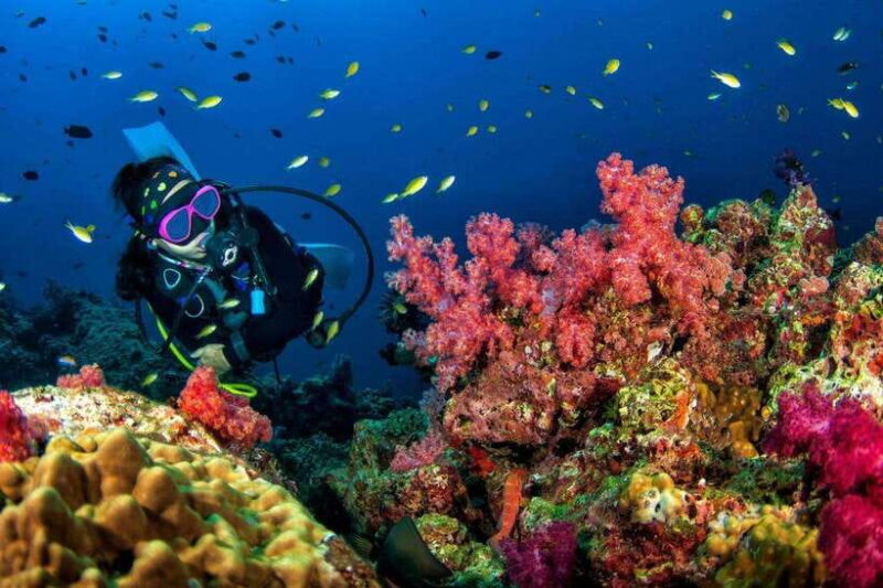 3 Fun Dives for Certified Diver Phi Phi islands &Shark Point - The Dive Sites and Their Appeal