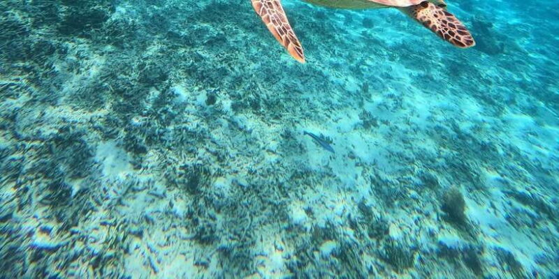3 Gili island: snorkeling & turtle sanctuary gopro included - Who Is This Tour Best For?