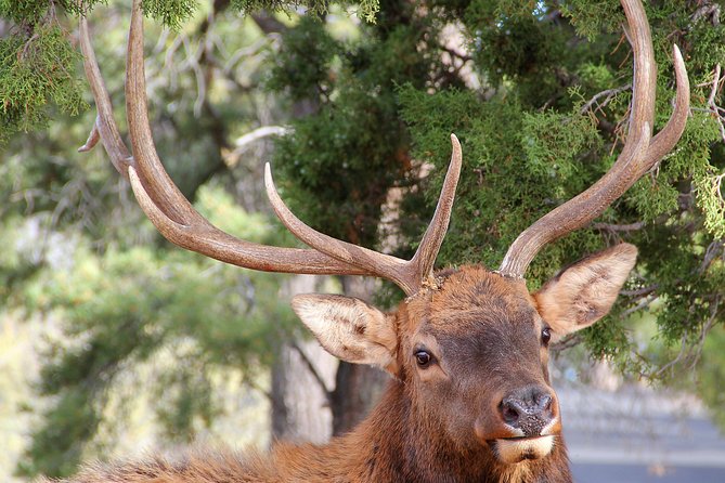 3 Hour Back-Road Safari to Grand Canyon with Entrance Gate By-Pass at 9:30 am - The Sum Up: Who Is This Tour Best For?