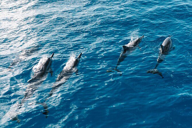 3 Hour Big Island Dolphin Watch Boat Tour, Snorkeling & BBQ Lunch - An In-Depth Look at this Big Island Experience