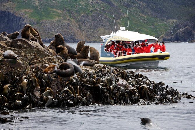 3-Hour Bruny Island Cruise from Adventure Bay, Bruny Island - A Close-Up Look at the 3-Hour Bruny Island Cruise from Adventure Bay