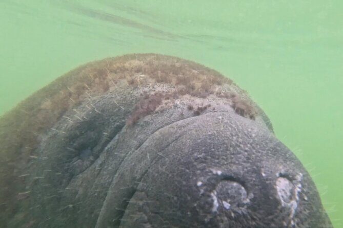 3-Hour Clear Kayak Beach Hopping Adventure in Sarasota - Who Should Book This Tour?