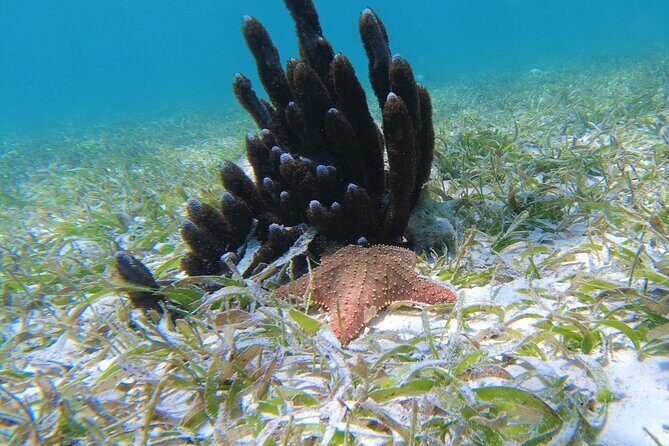3 Hour Costa Maya Snorkeling Excursion - La Leyenda ECO-TOURS - Who Will Love This Tour?